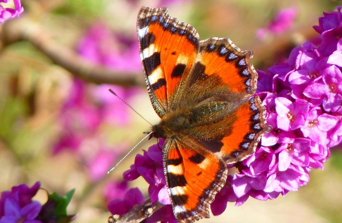 10 beaux papillons à observer dans son jardin en fin d'été - Jardiland