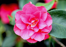 Las camelias, cuidados básicos y variedades que existen - Jardiland