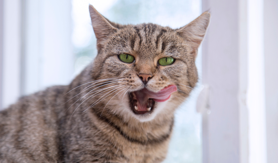 Comment bien choisir la pâtée pour chat ? - Jardiland