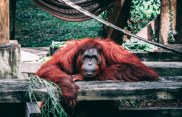 Top 10 des animaux les plus intelligents - Jardiland