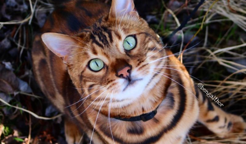 Los 7 gatos más bonitos de Instagram - Jardiland