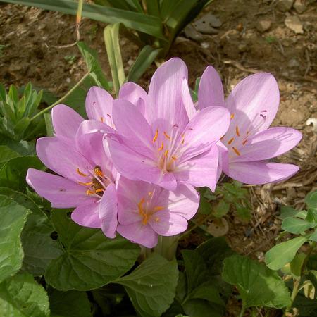 Entretien des colchiques - Gamm vert