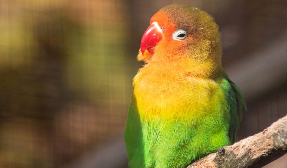Les perruches inséparables - Jardiland
