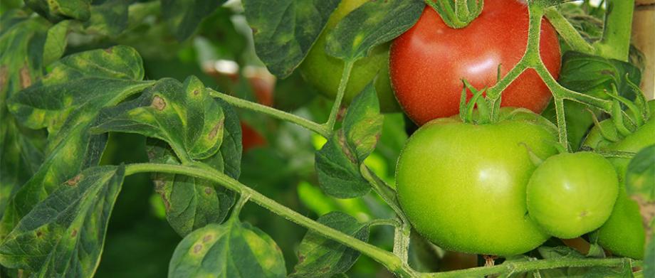 Maladies de la tomate - Gamm vert