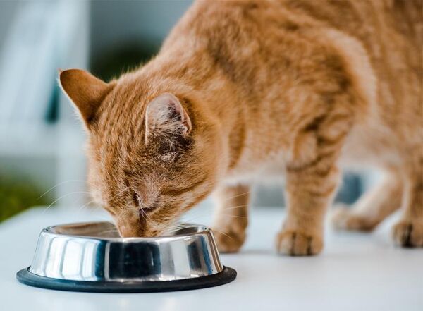 Choisir la meilleure pâtée pour chat - Gamm vert
