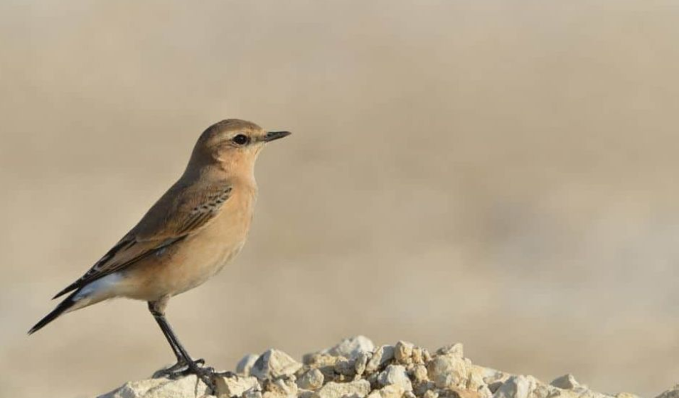 7 pájaros que presagian la llegada de la primavera - Jardiland