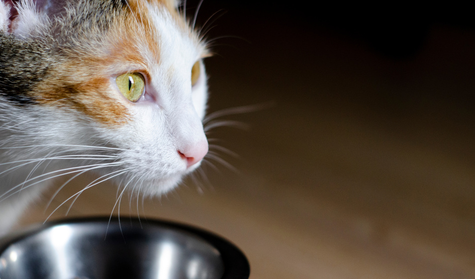 Bi-nutrition du chat : quel est l’intérêt de mixer l’alimentation ...