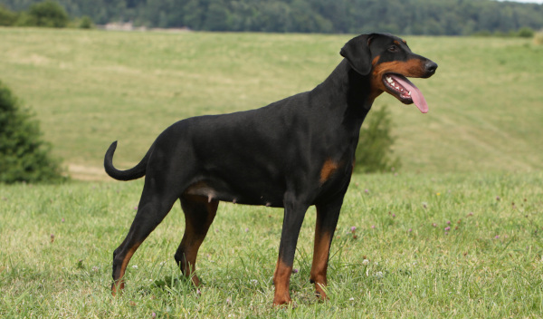 Dobermann : caractère, éducation et santé - Jardiland
