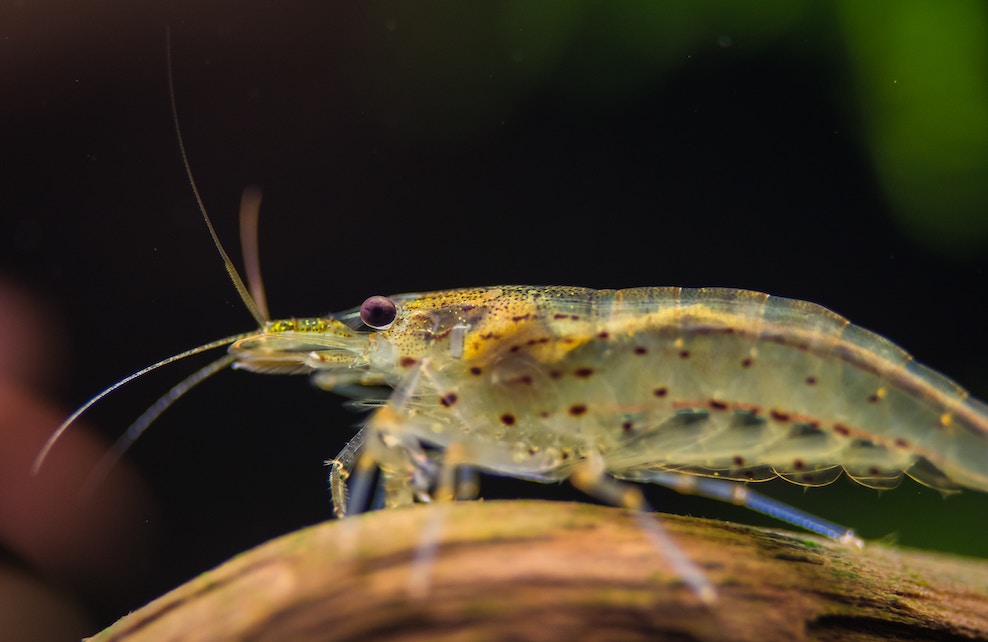 Le top 9 des animaux translucides - Jardiland
