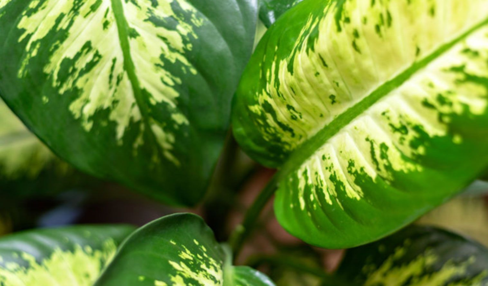 Planta De Interior De Hoja Grande Verde