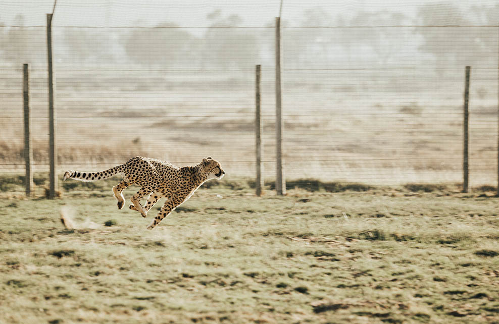 10 des animaux les plus rapides de la planète - Jardiland
