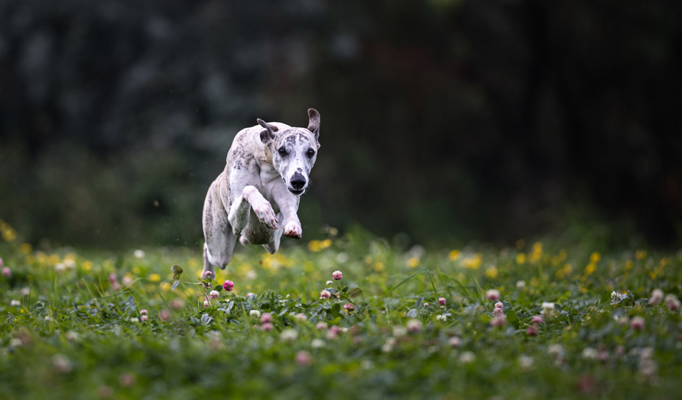 10 races de chiens qui aiment la course à pied - Jardiland