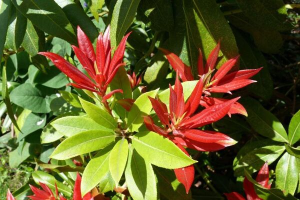 Maladies du Pieris - Gamm vert
