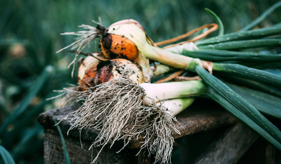 Que faire au jardin en février ? - Jardiland