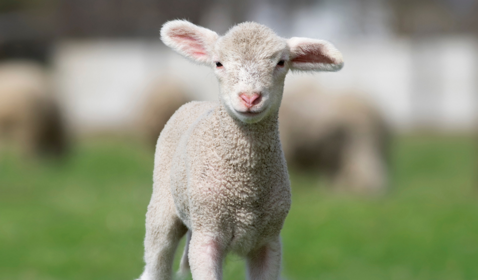 Animales De Granja Entonces La Granja De Conejos Instalaciones Y