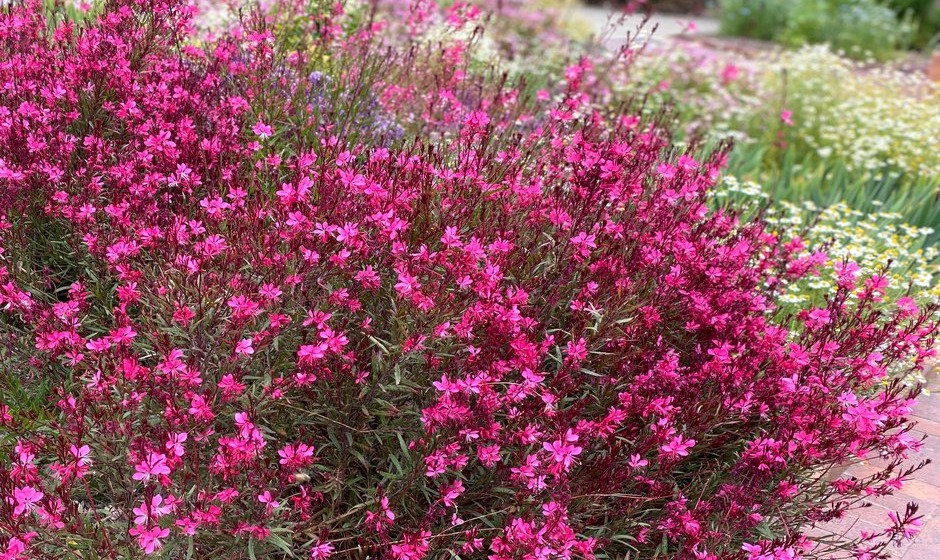 Les 13 meilleures plantes vivaces à planter au printemps - Gamm vert