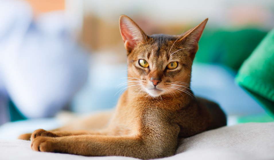 11 races de chats hypoallergéniques - Jardiland