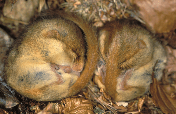 Tout savoir sur l’hibernation des animaux - Jardiland