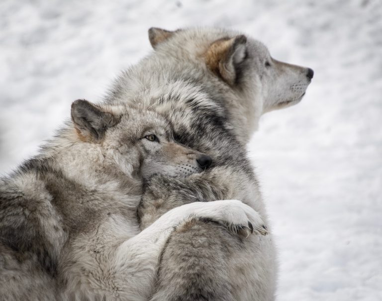 Les 10 animaux qui restent ensemble toute la vie - Jardiland