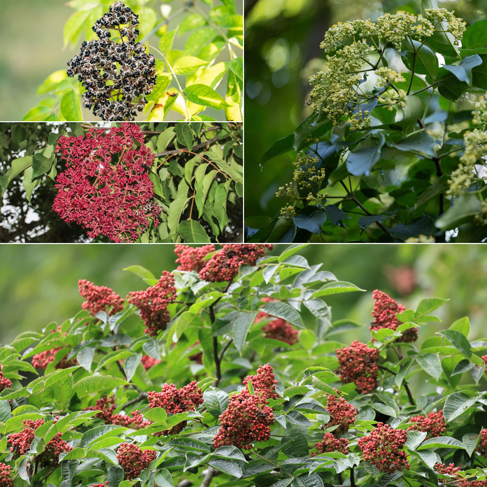 Arbre à miel ou Euodia daniellii : plantation, entretien - Gamm vert