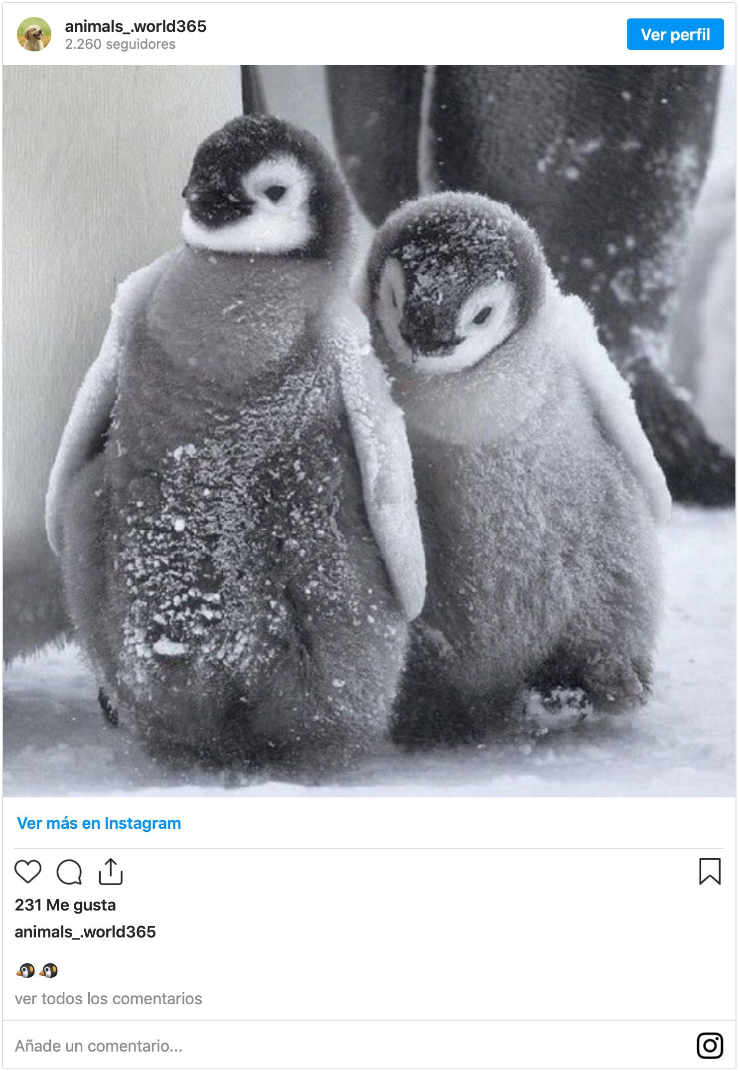 Los 8 animales más bonitos de instagram - Jardiland