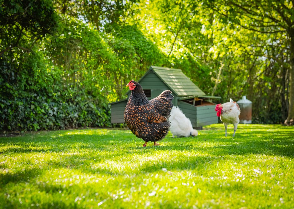 Comment traiter les poux des poules de manière naturelle ? - Gamm vert