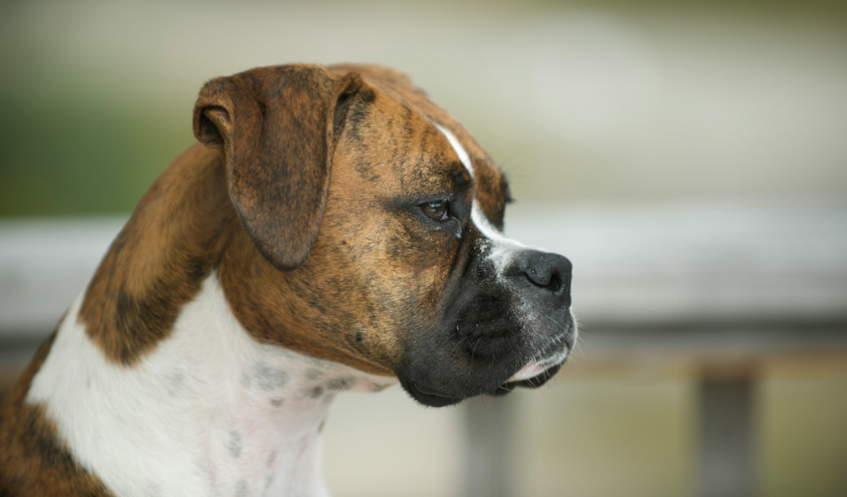 Est-ce que le riz est bon pour les chiens ? - Jardiland