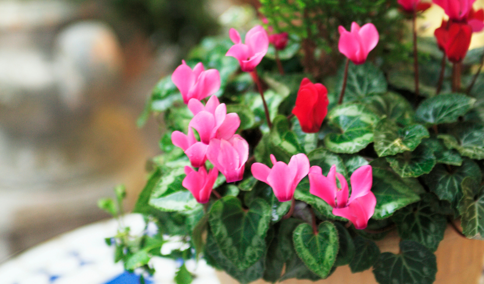 ¿Cómo se cultiva el ciclamen? - Jardiland