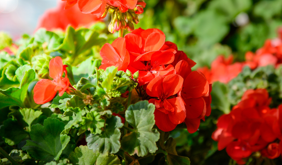 El geranio: variedades, plantación y mantenimiento. - Jardiland