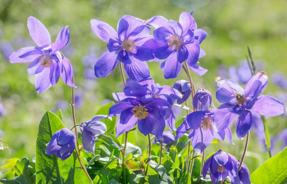 12 fleurs violettes pour une couleur tendance au jardin du printemps à ...