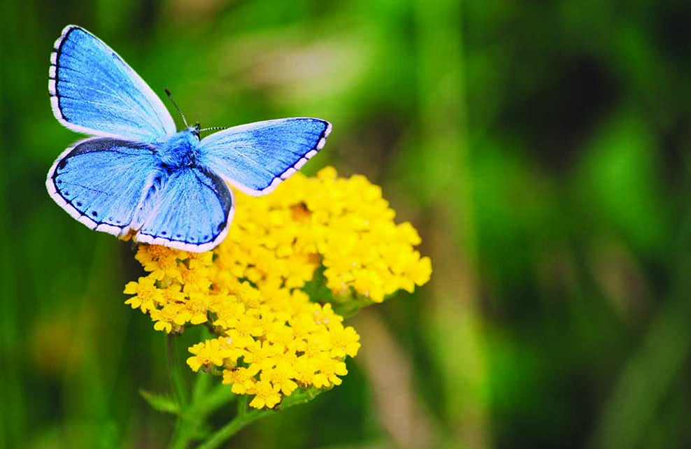 10 beaux papillons à observer dans son jardin en fin d'été - Jardiland