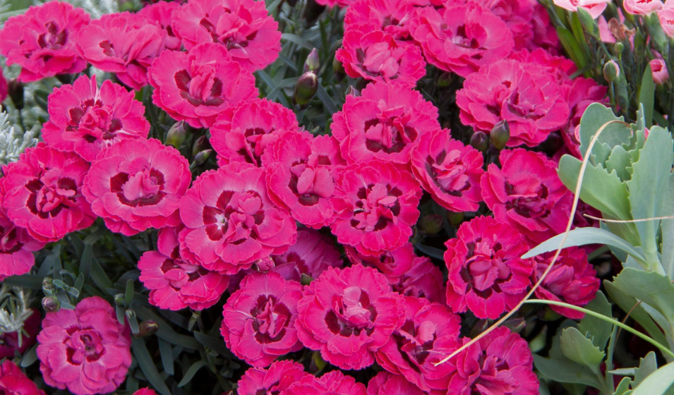 El clavel: mantenimiento y cuidados - Jardiland