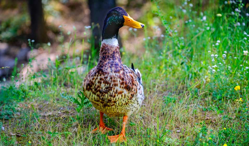 Top 10 des plus belles races de canards - Jardiland