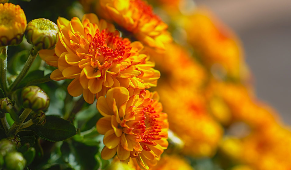 Calendrier des fleurs de saison - Jardiland