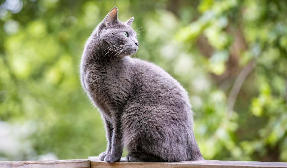 11 races de chats hypoallergéniques - Jardiland