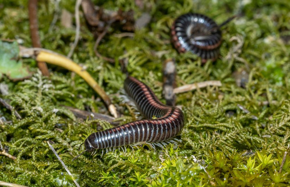 Ces 6 petits habitants du sol, utiles au jardinier - Jardiland