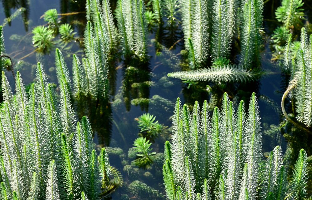 12 plantes aquatiques incontournables pour un bassin équilibré - Jardiland