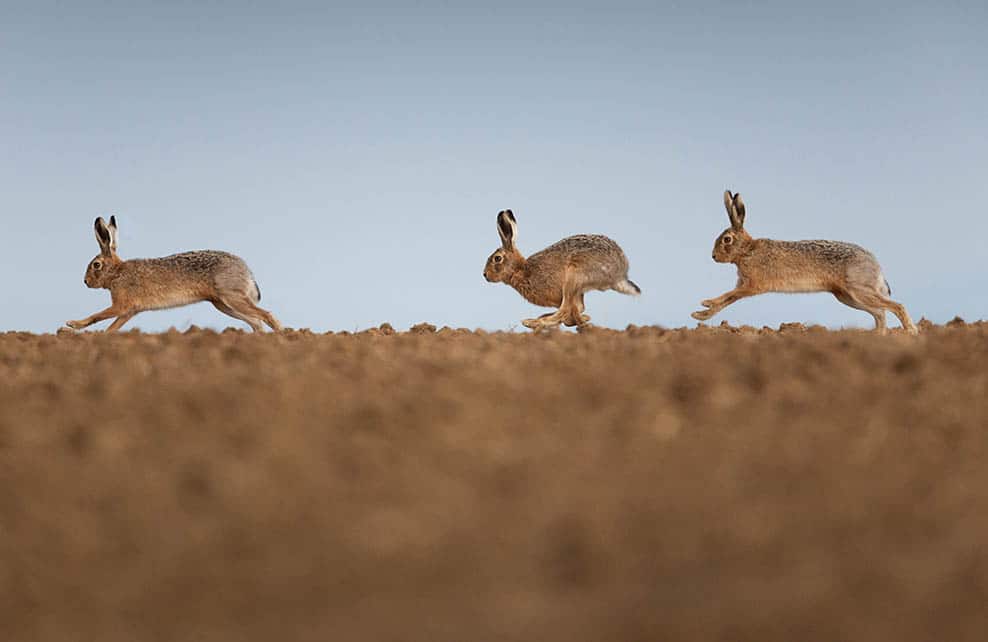 10 des animaux les plus rapides de la planète - Jardiland