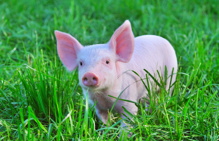 Top 10 des animaux les plus intelligents - Jardiland