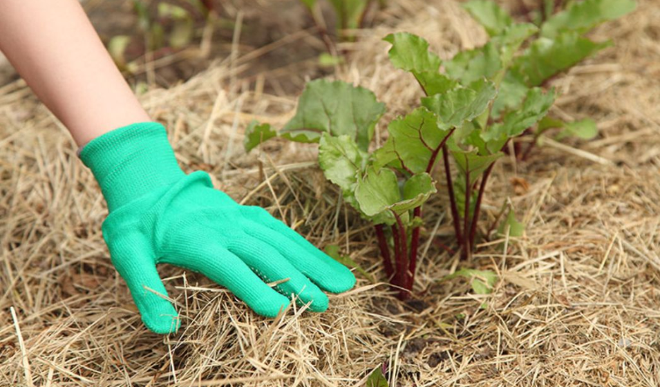 ¿Qué mantillo usar para para mi huerto? - Jardiland
