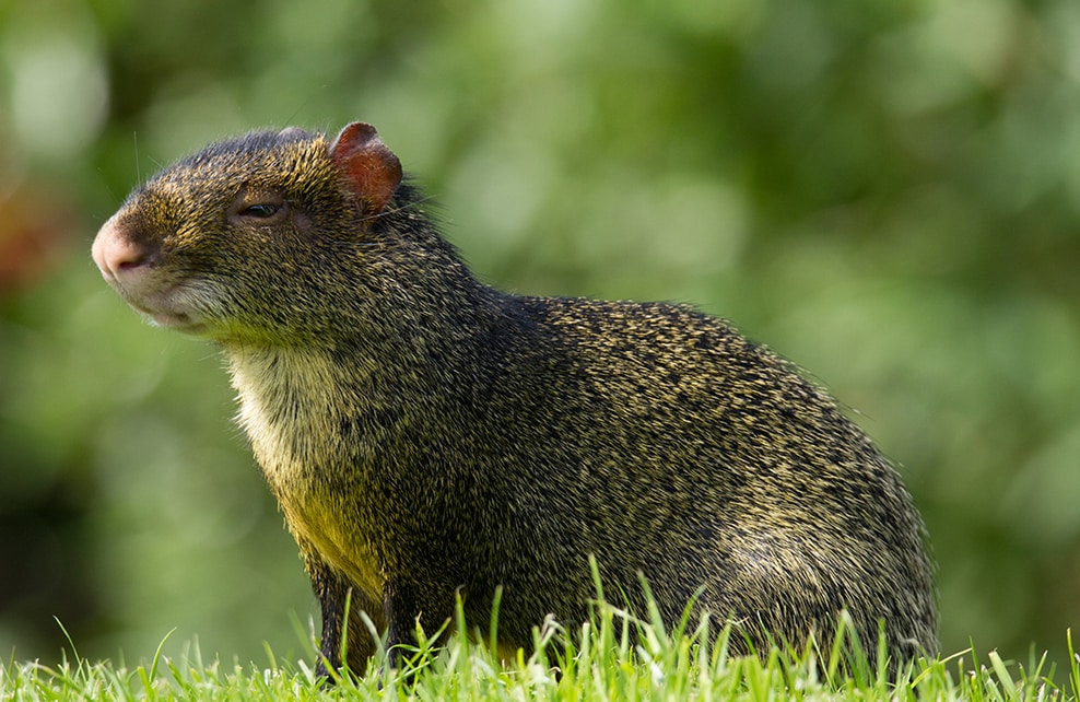 7 races méconnues de rongeurs - Jardiland