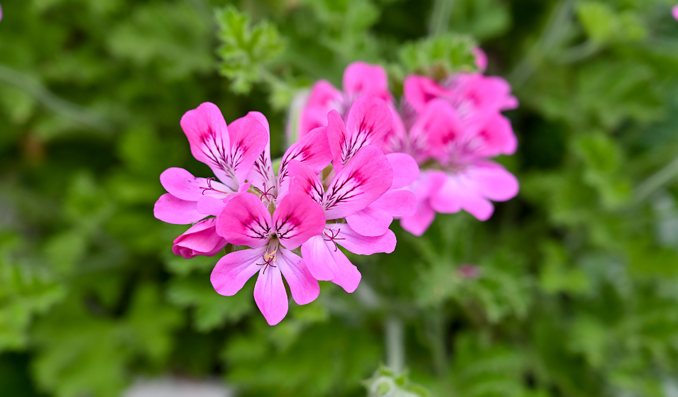El geranio: variedades, plantación y mantenimiento. - Jardiland