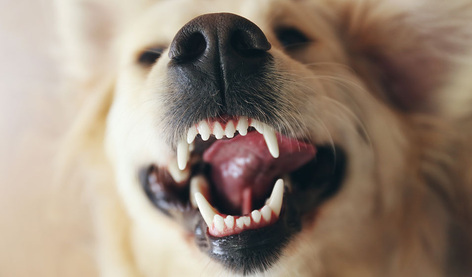 Comment prendre soin des dents du chien ? - Jardiland