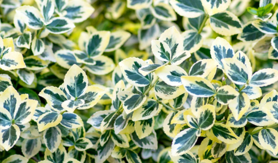 ¿Qué seto debo elegir para mi jardín? - Jardiland