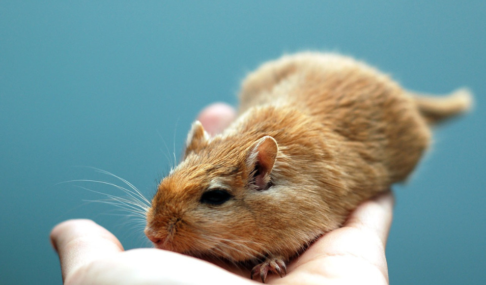 Adopta un jerbo - Jardiland