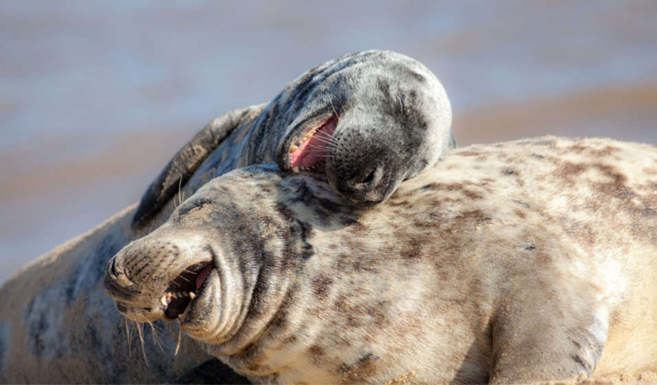 Découvrez les mèmes d’animaux les plus drôles d’Instagram ! - Jardiland