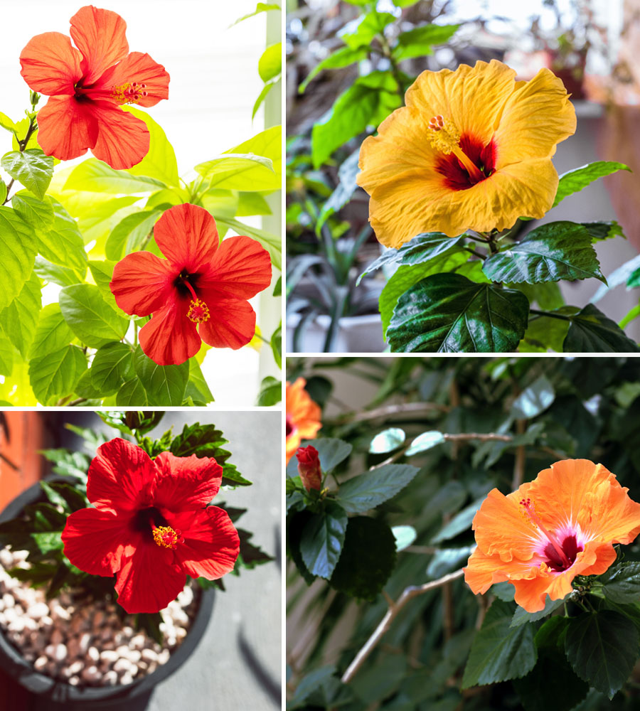 Hibiscus d'intérieur : entretien, emplacement, floraison - Gamm vert