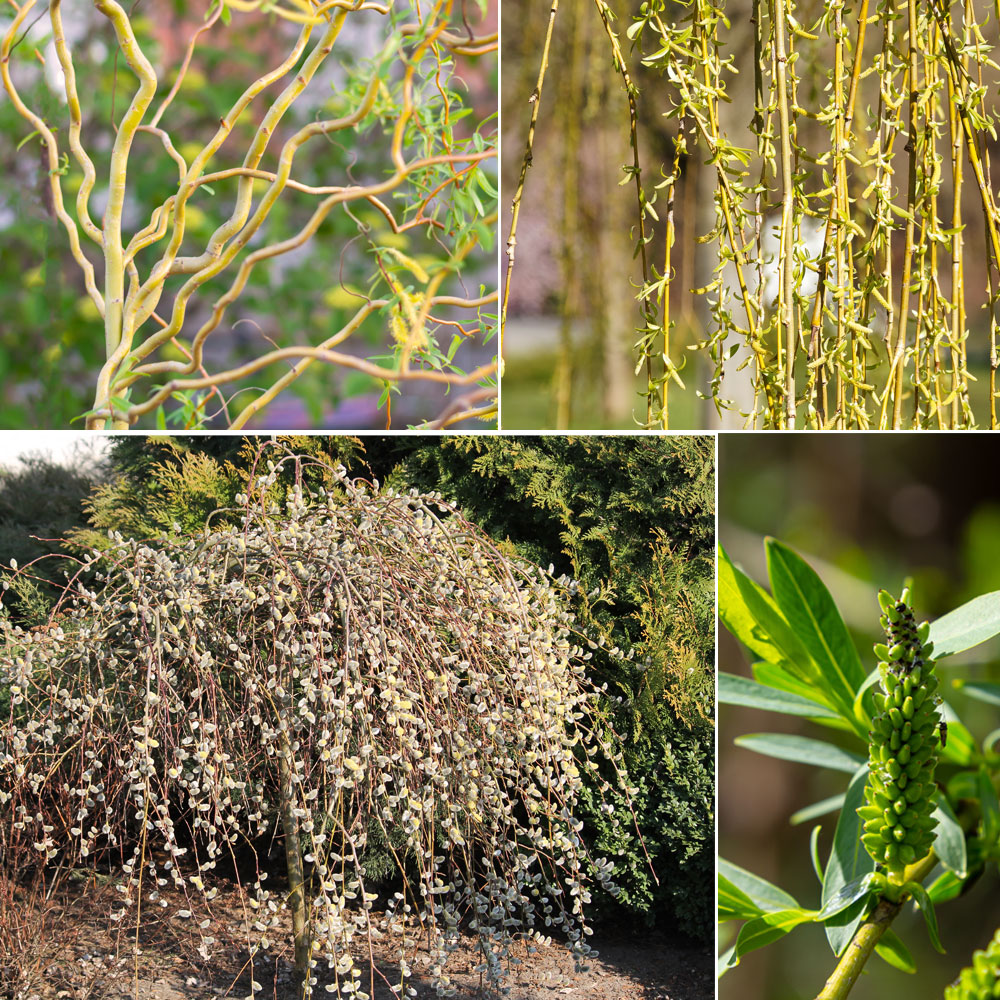 Saule pleureur : plantation, entretien et taille - Gamm vert