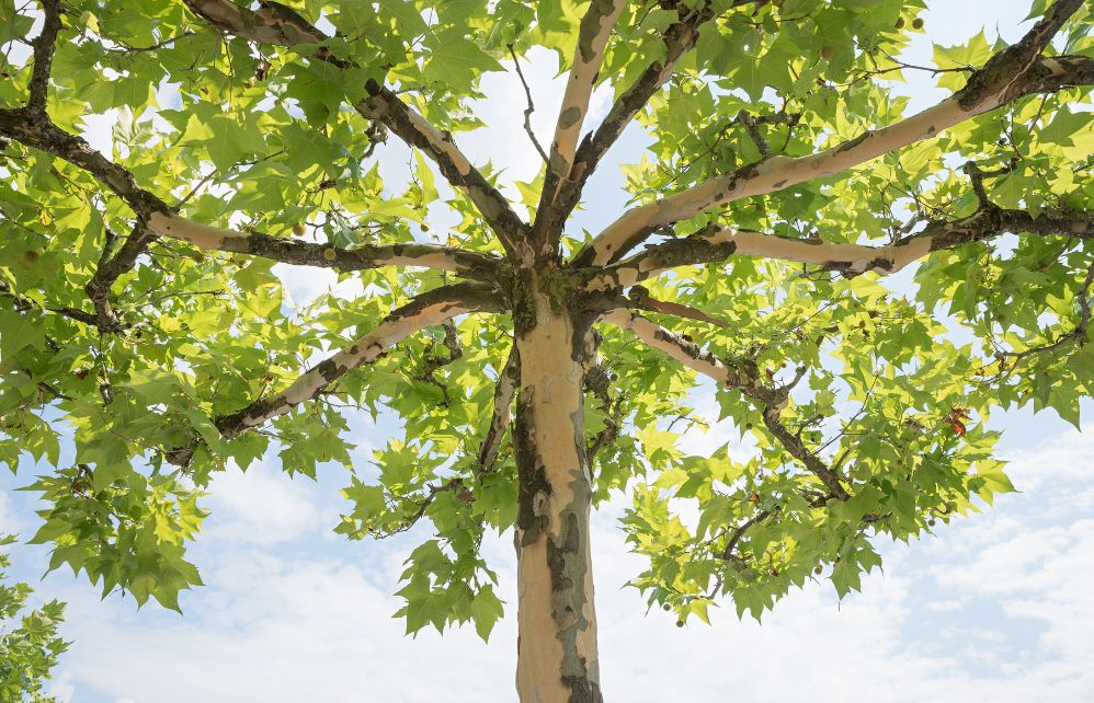 Top 10 des arbres à planter pour créer de l’ombre dans son jardin ...