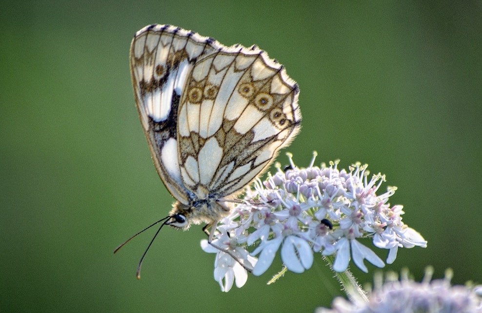 10 beaux papillons à observer dans son jardin en fin d'été - Jardiland